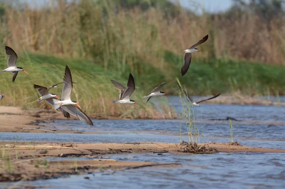 10 Rare Birds Worth the Search in Surprising Namibia — Destination ...