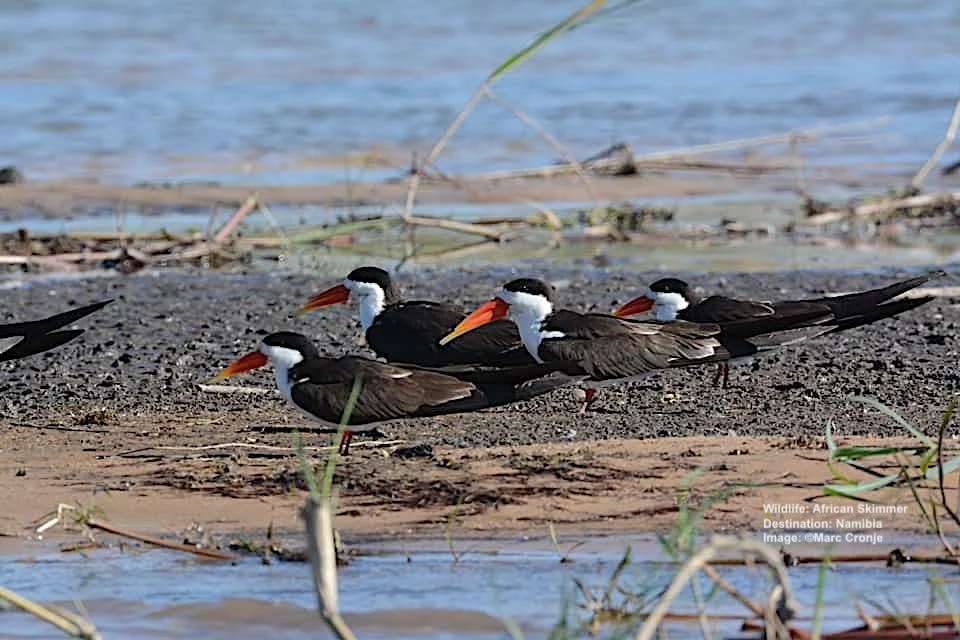 10 Rare Birds Worth the Search in Surprising Namibia — Destination ...