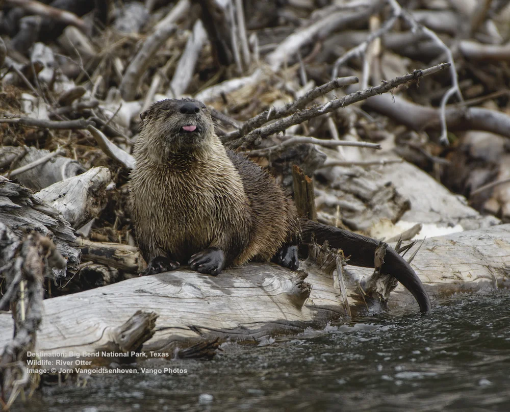Adorable but Harmful. What To Do With Nutria ? — Destination: Wildlife™