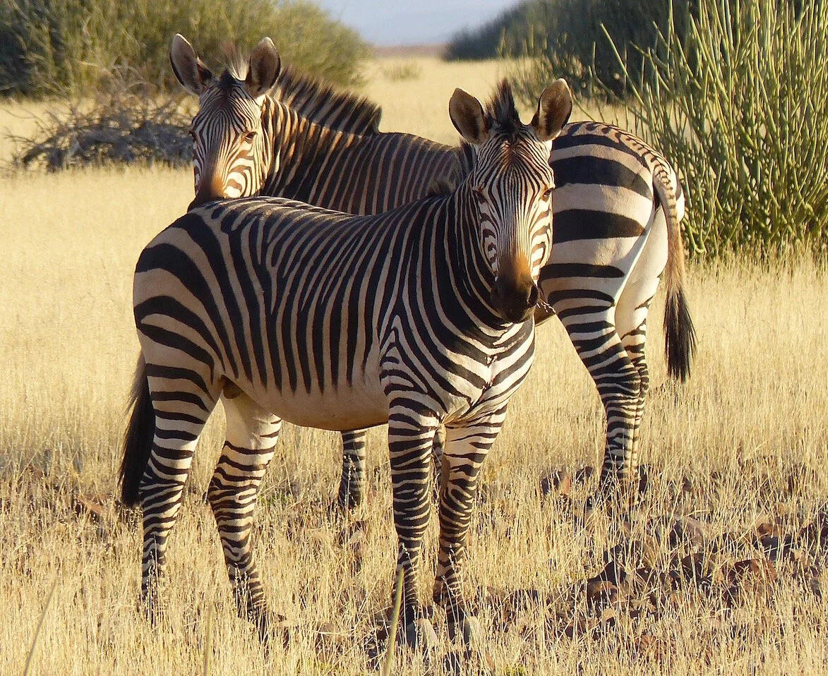 Zebra At the Edge of Dawn. Falling in Love With Namibia — Destination ...