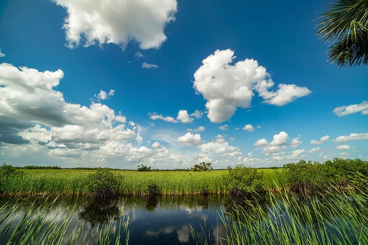 55 Reasons Why the Florida Everglades are Special — Destination: Wildlife™