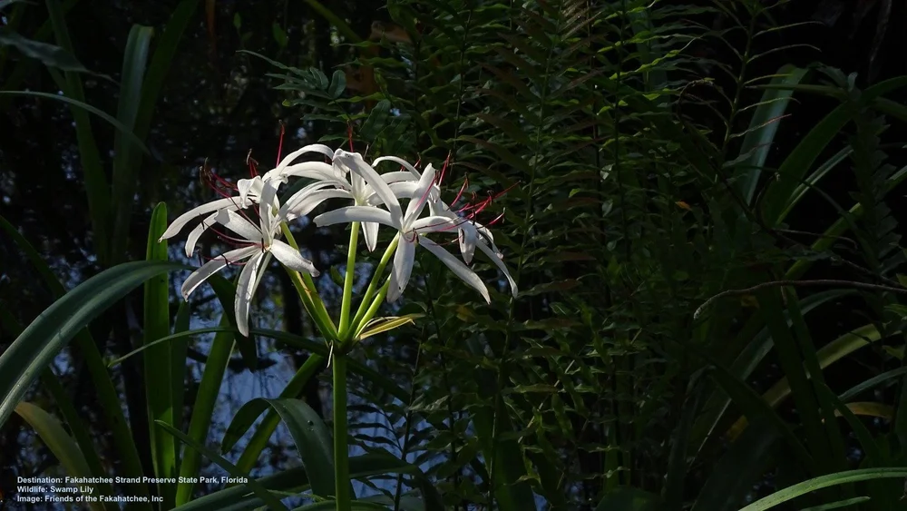 55 Reasons Why the Florida Everglades are Special — Destination: Wildlife™