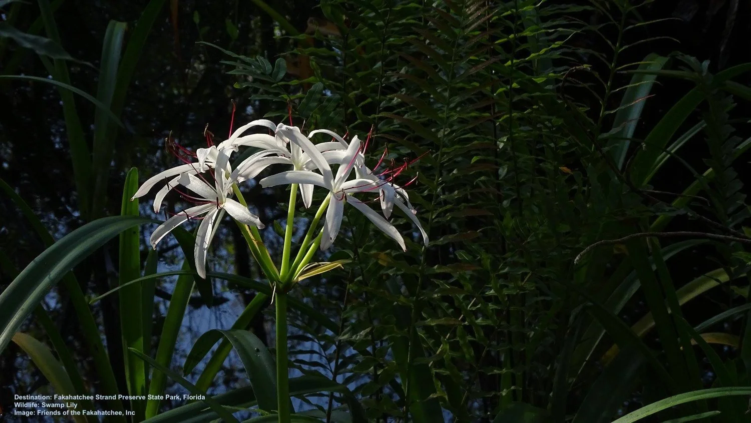 55 Reasons Why the Florida Everglades are Special — Destination: Wildlife™