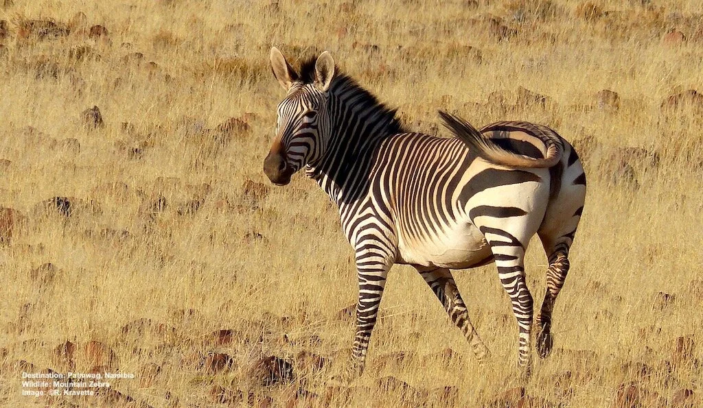 Zebra At the Edge of Dawn. Falling in Love With Namibia — Destination ...