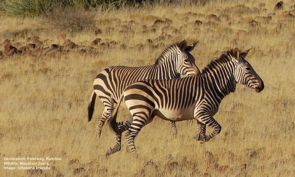 Zebra At the Edge of Dawn. Falling in Love With Namibia — Destination ...