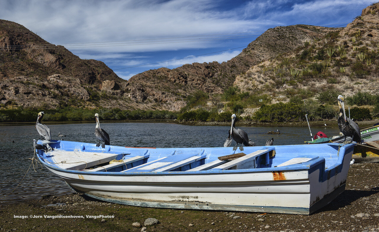 Catching Up to the Birds in Warm and Wonderful, Northern Baja ...
