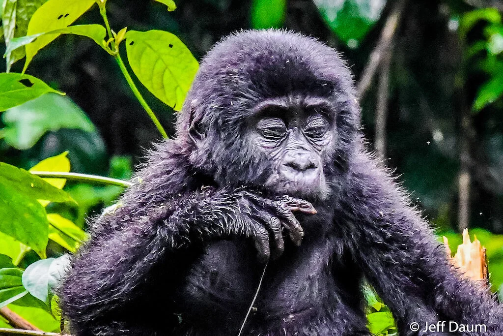 Close Up and Personal with Mountain Gorillas and Chimpanzees ...