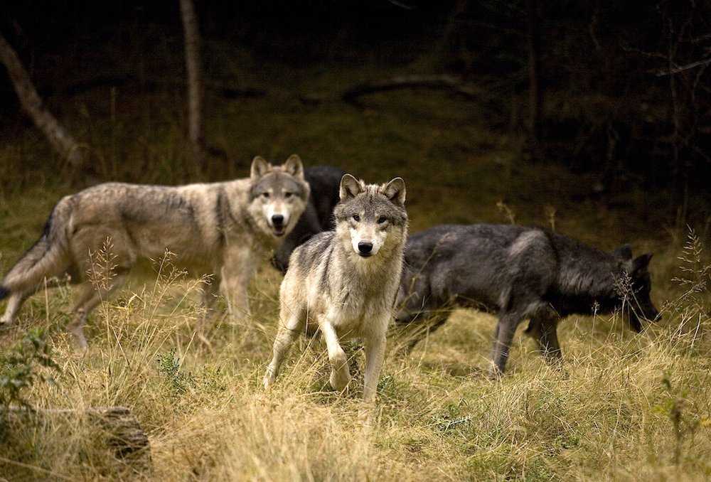 Grey Wolf Pack Hunting