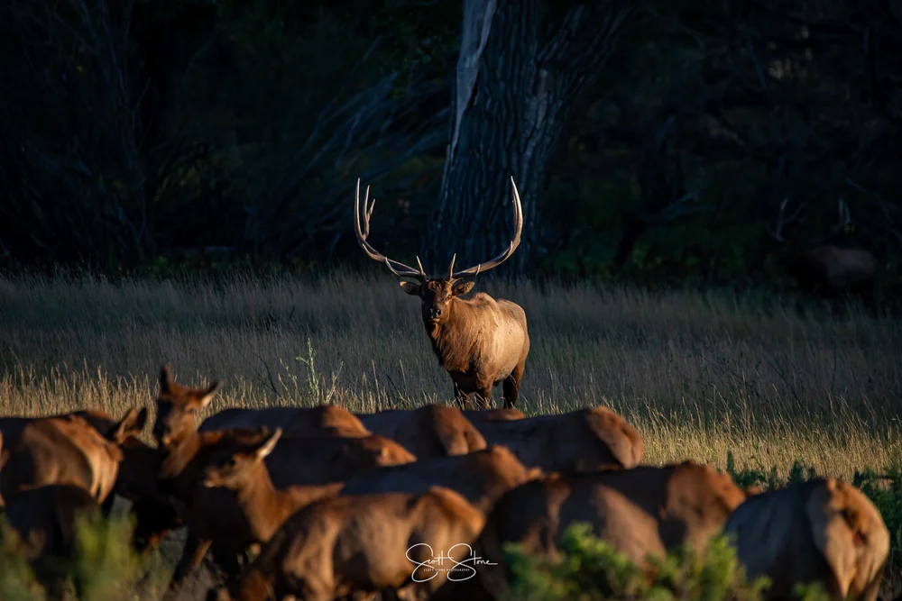 When the Shadows Fall. The Powerful Call of Slippery Ann’s Elk ...