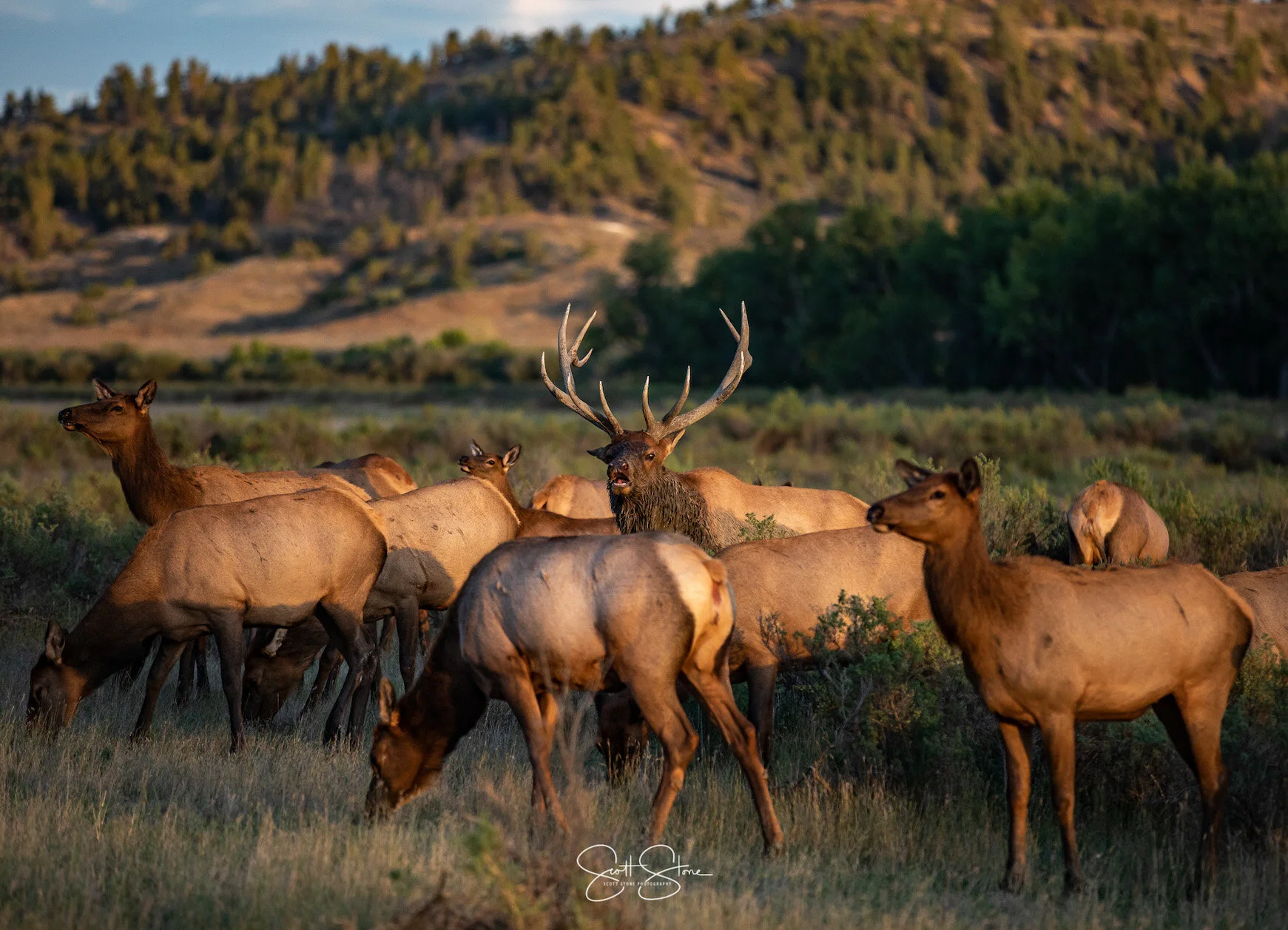 When the Shadows Fall. The Powerful Call of Slippery Ann’s Elk ...