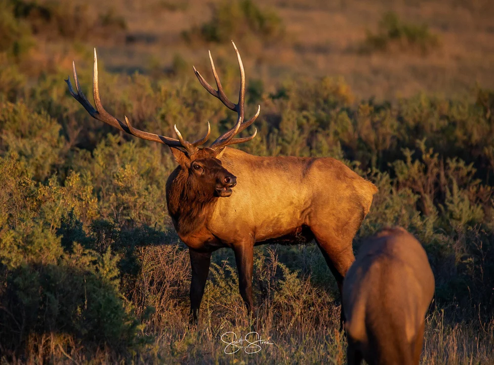 When the Shadows Fall. The Powerful Call of Slippery Ann’s Elk ...