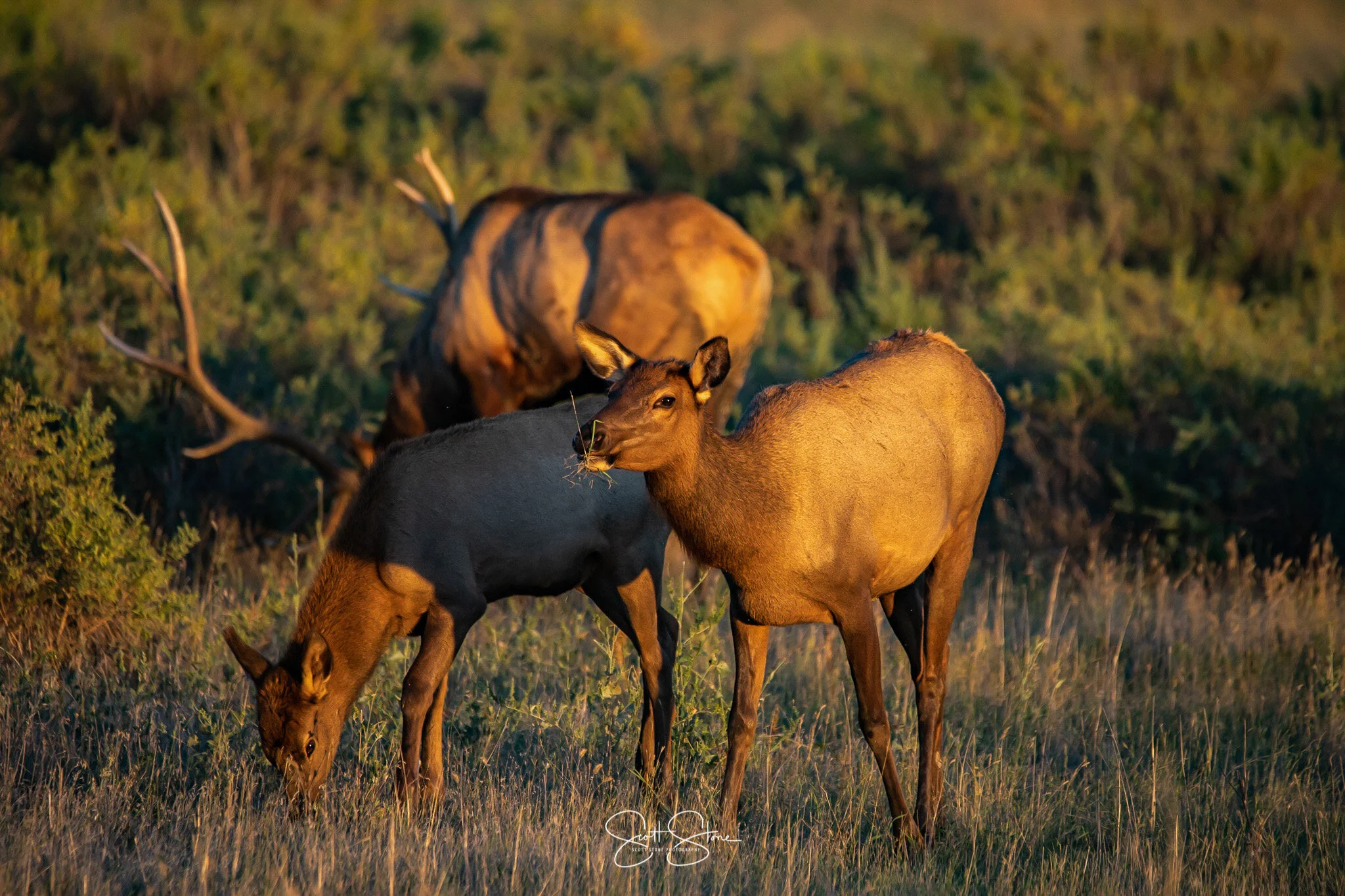 When the Shadows Fall. The Powerful Call of Slippery Ann’s Elk ...