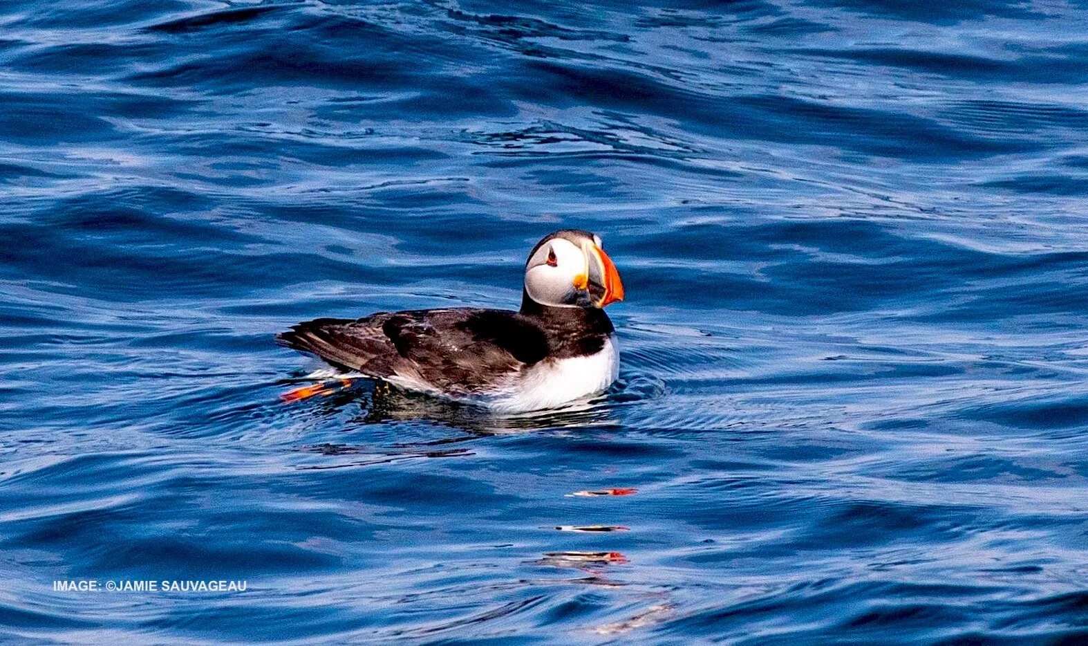 How I Found Puffins in a Pandemic — Destination: Wildlife™