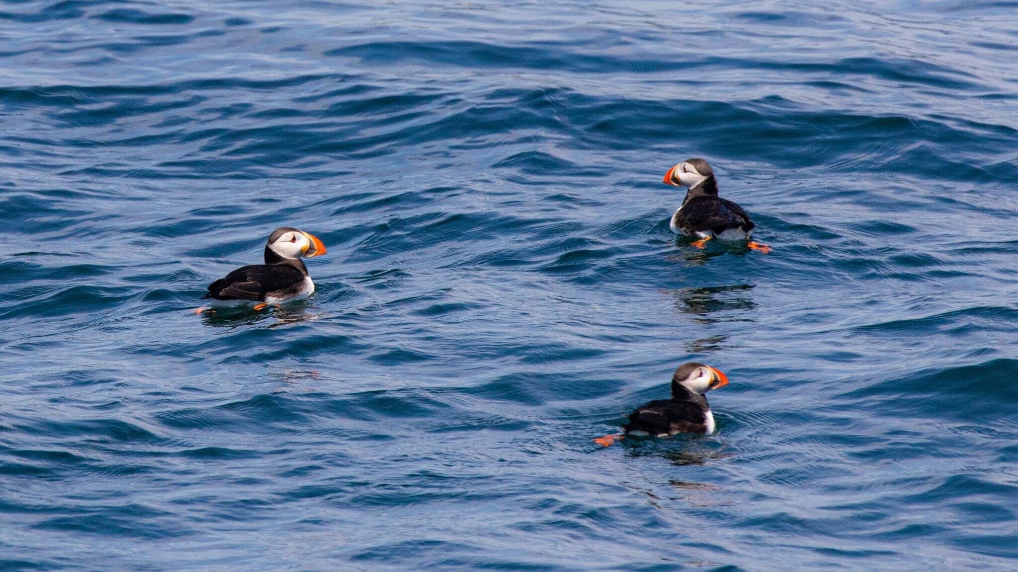 How I Found Puffins in a Pandemic — Destination: Wildlife™