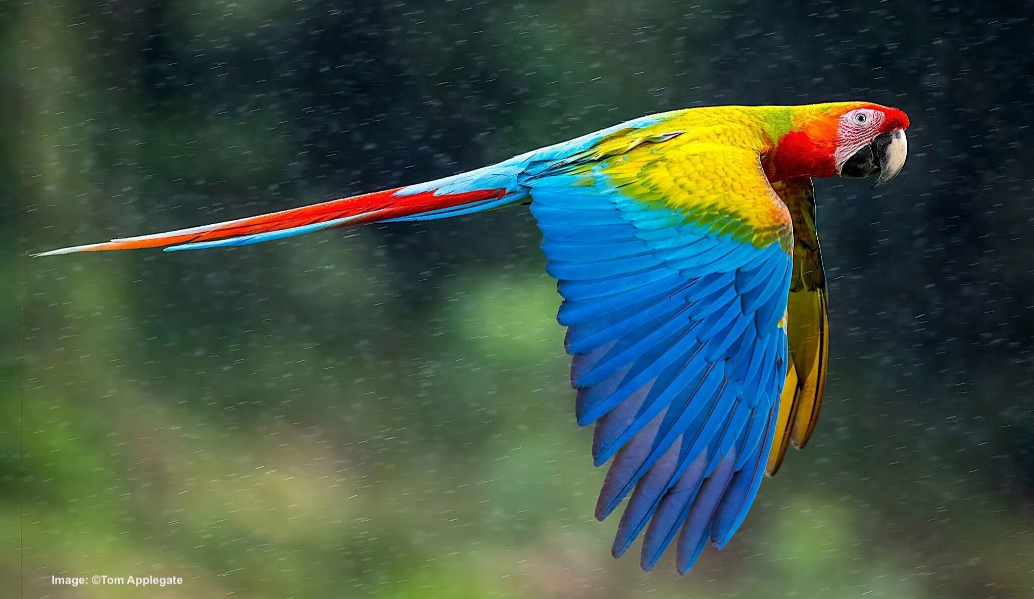 Where to Find the Most Beautiful Birds in Costa Rica — Destination ...