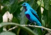 Where to Find the Most Beautiful Birds in Costa Rica — Destination ...