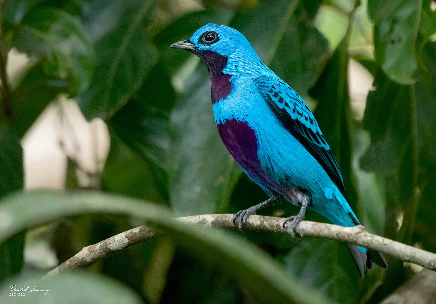 Where To Find The Most Beautiful Birds In Costa Rica Destination Where To Find The Most Beautiful Birds In Costa Rica Destination