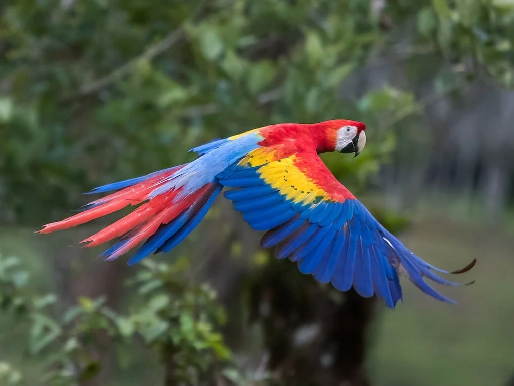 Warning, You Can Only See These Birds In Puerto Rico — Destination ...