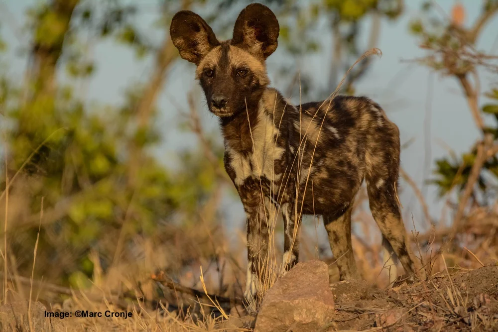African Painted Dog Field Guide — Destination: Wildlife™