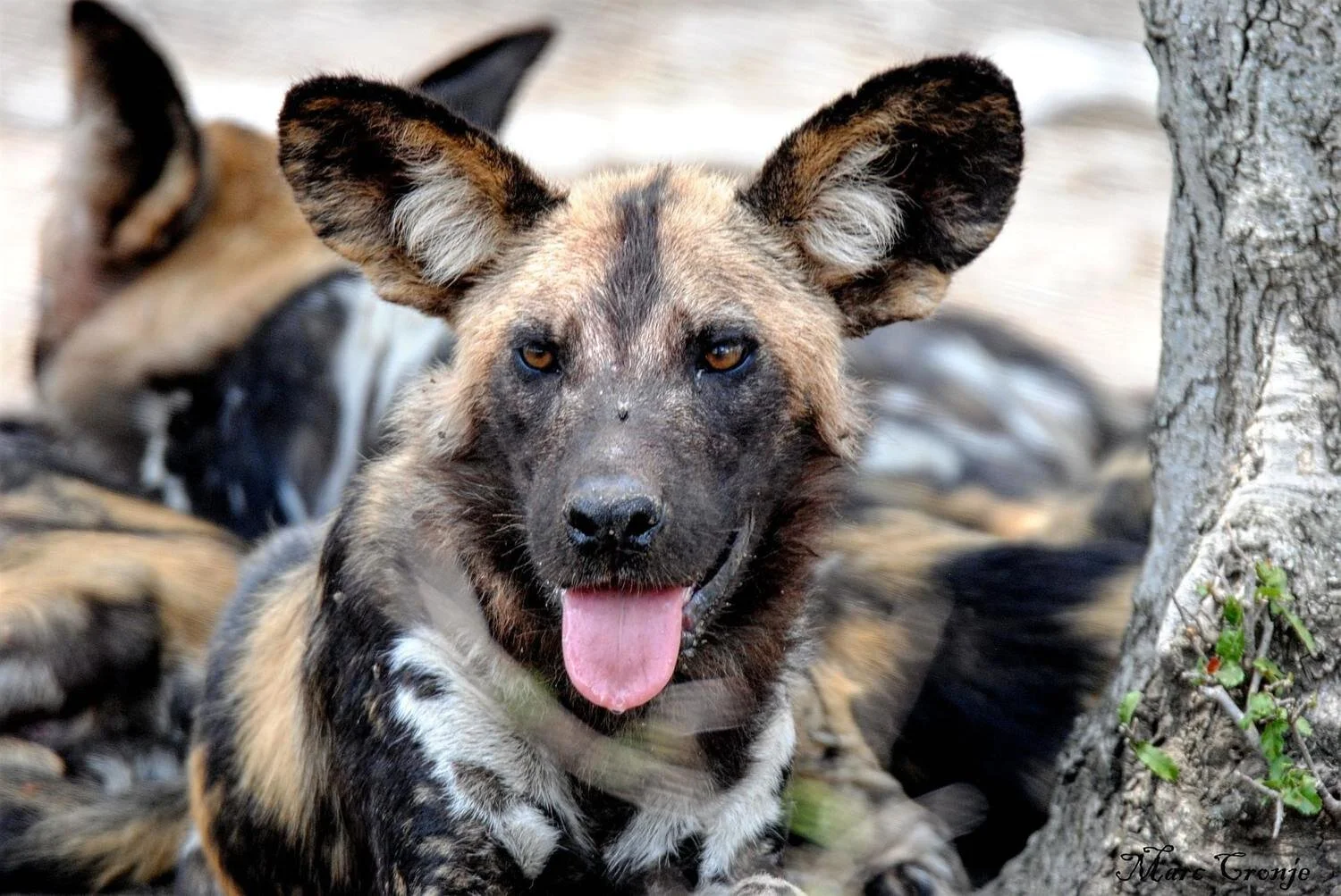 African Painted Dog Field Guide — Destination: Wildlife™