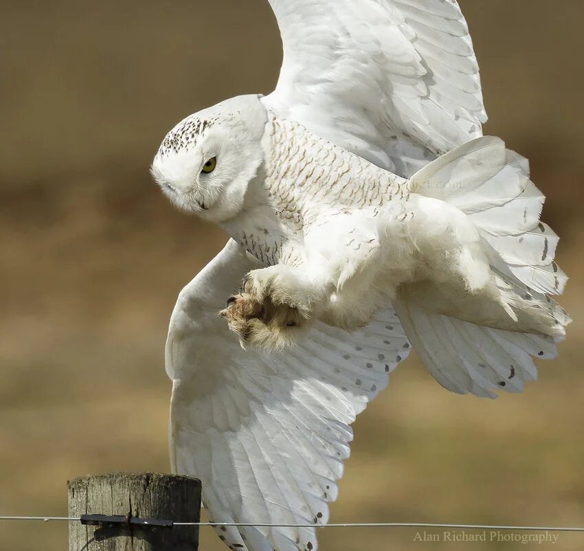How the Aftermath of an Owl Invasion Became a SNOWstorm — Destination ...