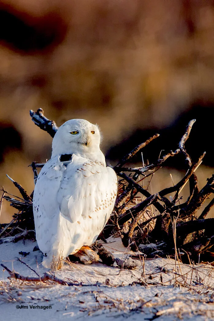 How the Aftermath of an Owl Invasion Became a SNOWstorm — Destination ...