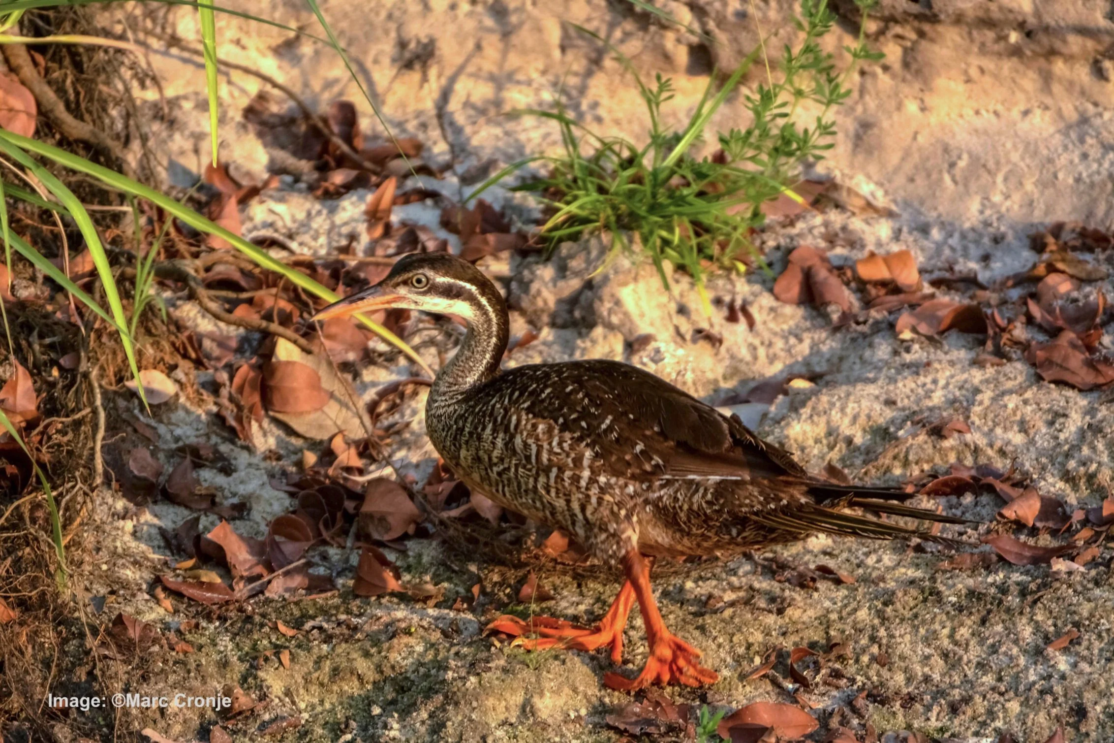 What is the Lowveld? South Africa’s Best Kept Birding Secret, Revealed ...