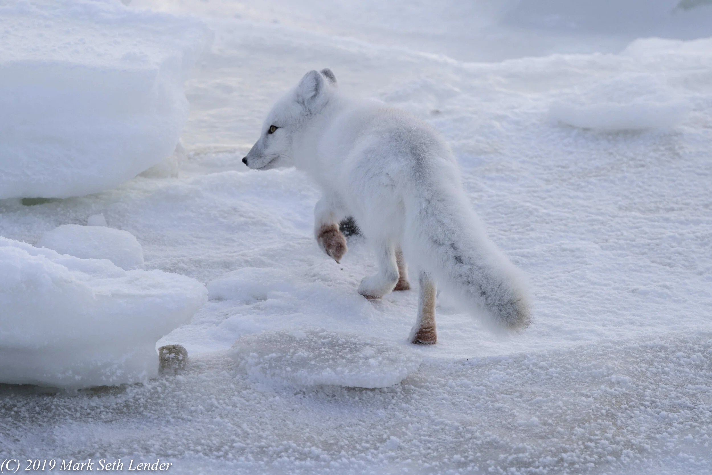 Arctic Fox Hunting — Destination: Wildlife™