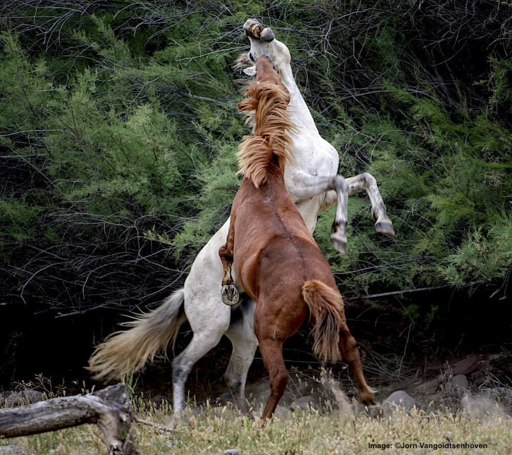 Best Tips and Places to Photograph American Wild Horses — Destination ...