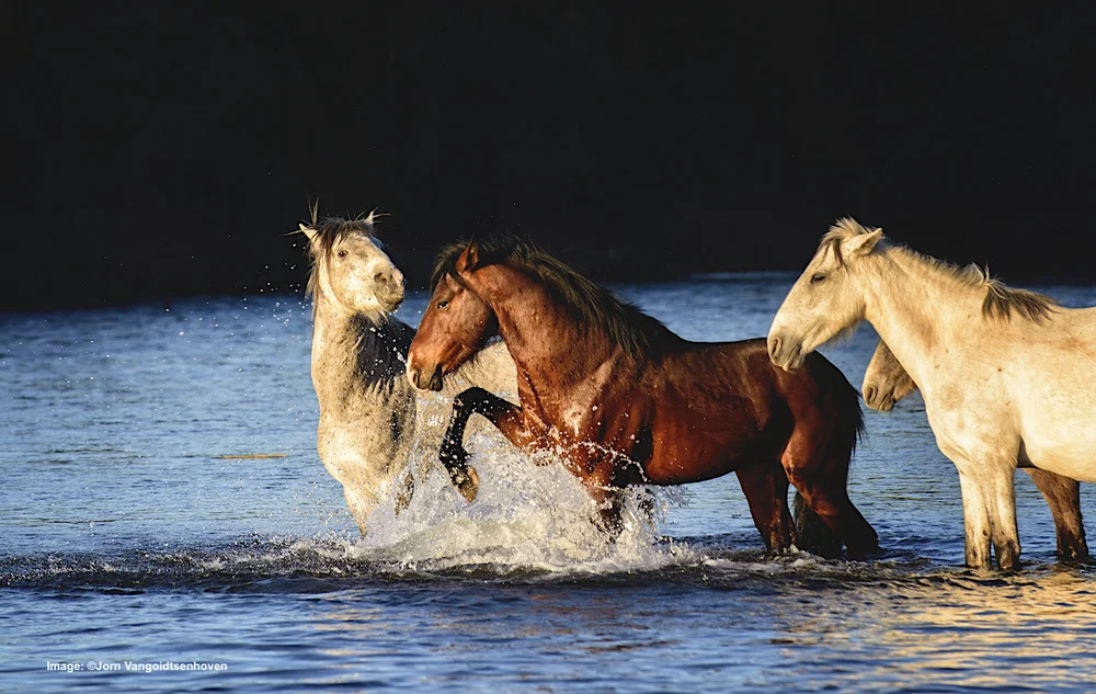 Best Tips and Places to Photograph American Wild Horses — Destination ...