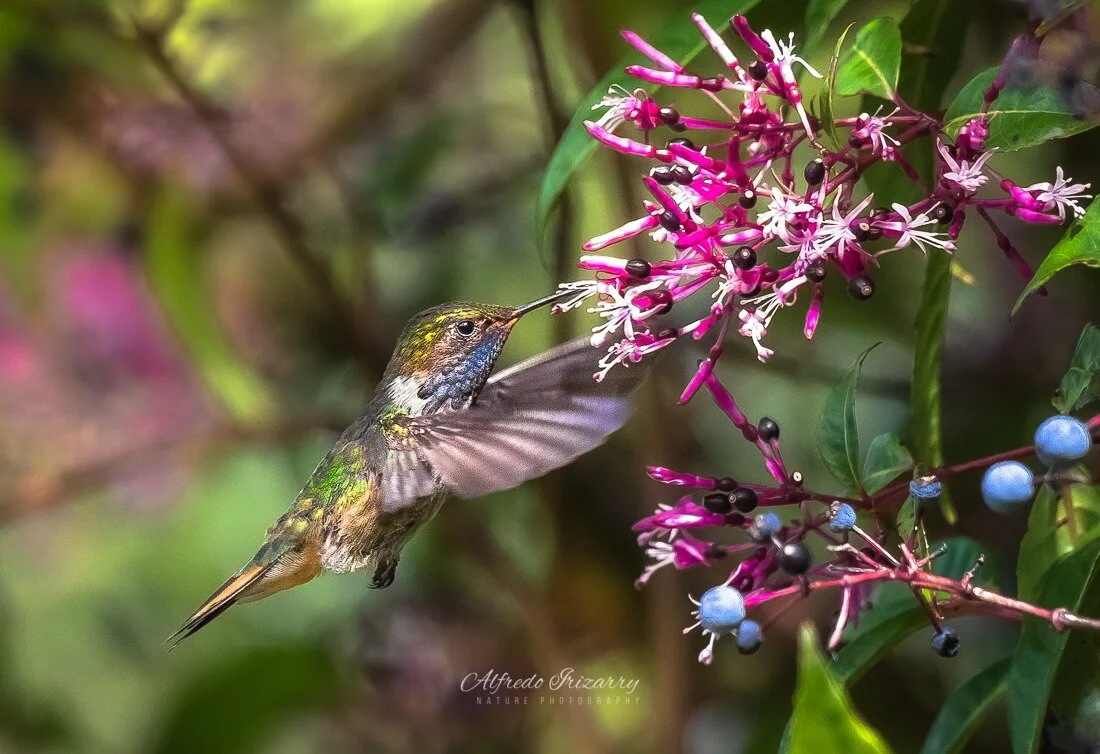 The Best Guide to Seeing Our 9 Favorite Hummingbirds in Costa Rica ...