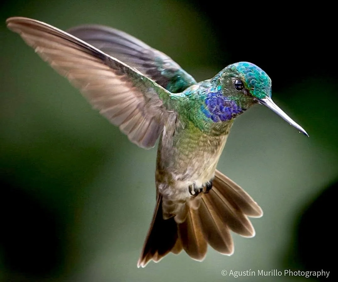 The Best Guide to Seeing Our 9 Favorite Hummingbirds in Costa Rica ...