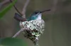The Best Guide to Seeing Our 9 Favorite Hummingbirds in Costa Rica ...