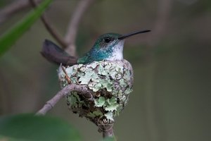 The Best Guide to Seeing Our 9 Favorite Hummingbirds in Costa Rica ...