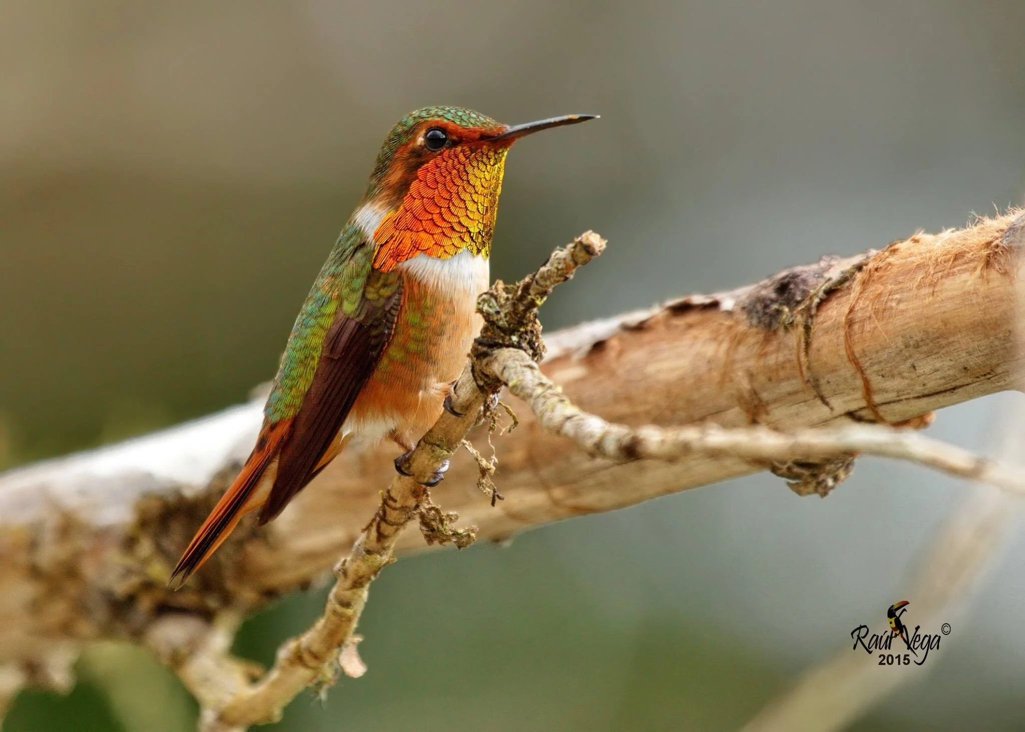 The Best Guide to Seeing Our 9 Favorite Hummingbirds in Costa Rica ...