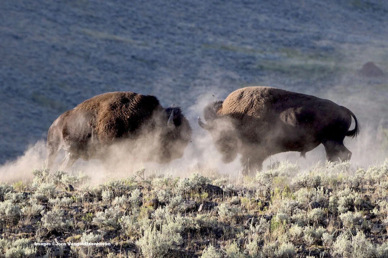 The Best Tips for Photographing Bison in Yellowstone National Park ...