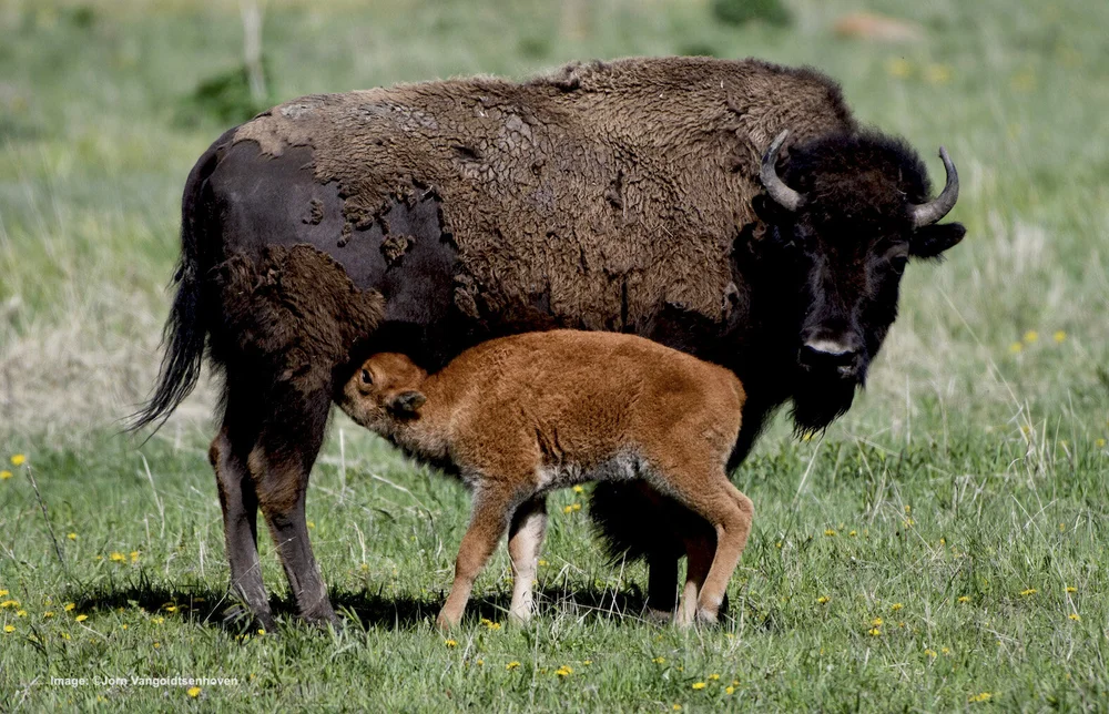 The Best Tips for Photographing Bison in Yellowstone National Park ...