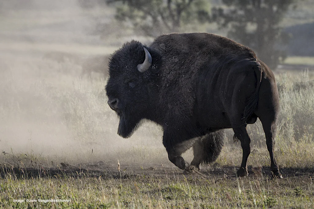 The Best Tips for Photographing Bison in Yellowstone National Park ...