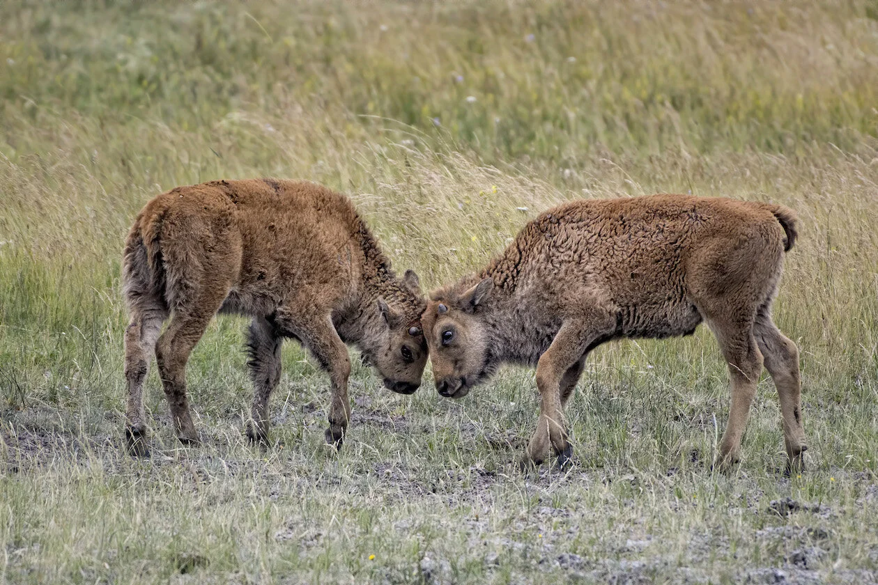 The Best Tips for Photographing Bison in Yellowstone National Park ...