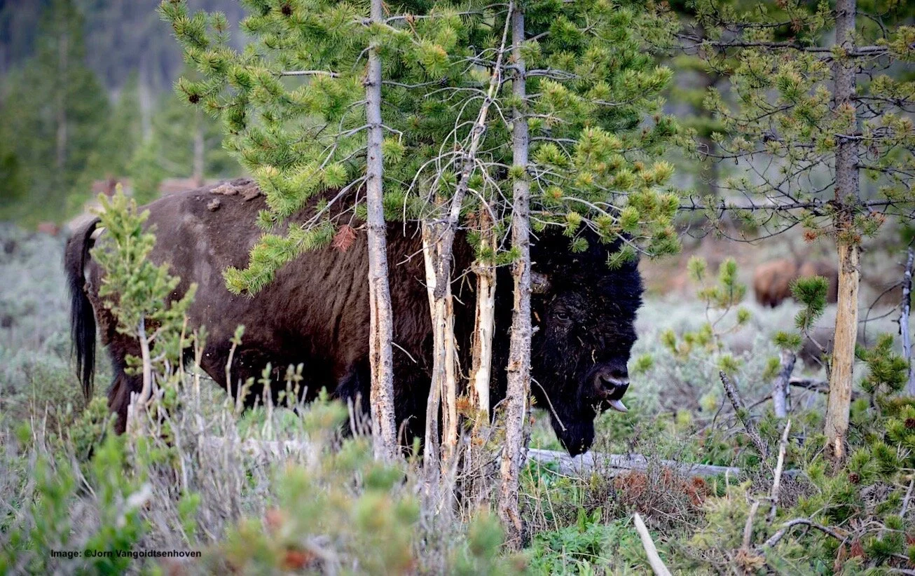 The Best Tips for Photographing Bison in Yellowstone National Park ...