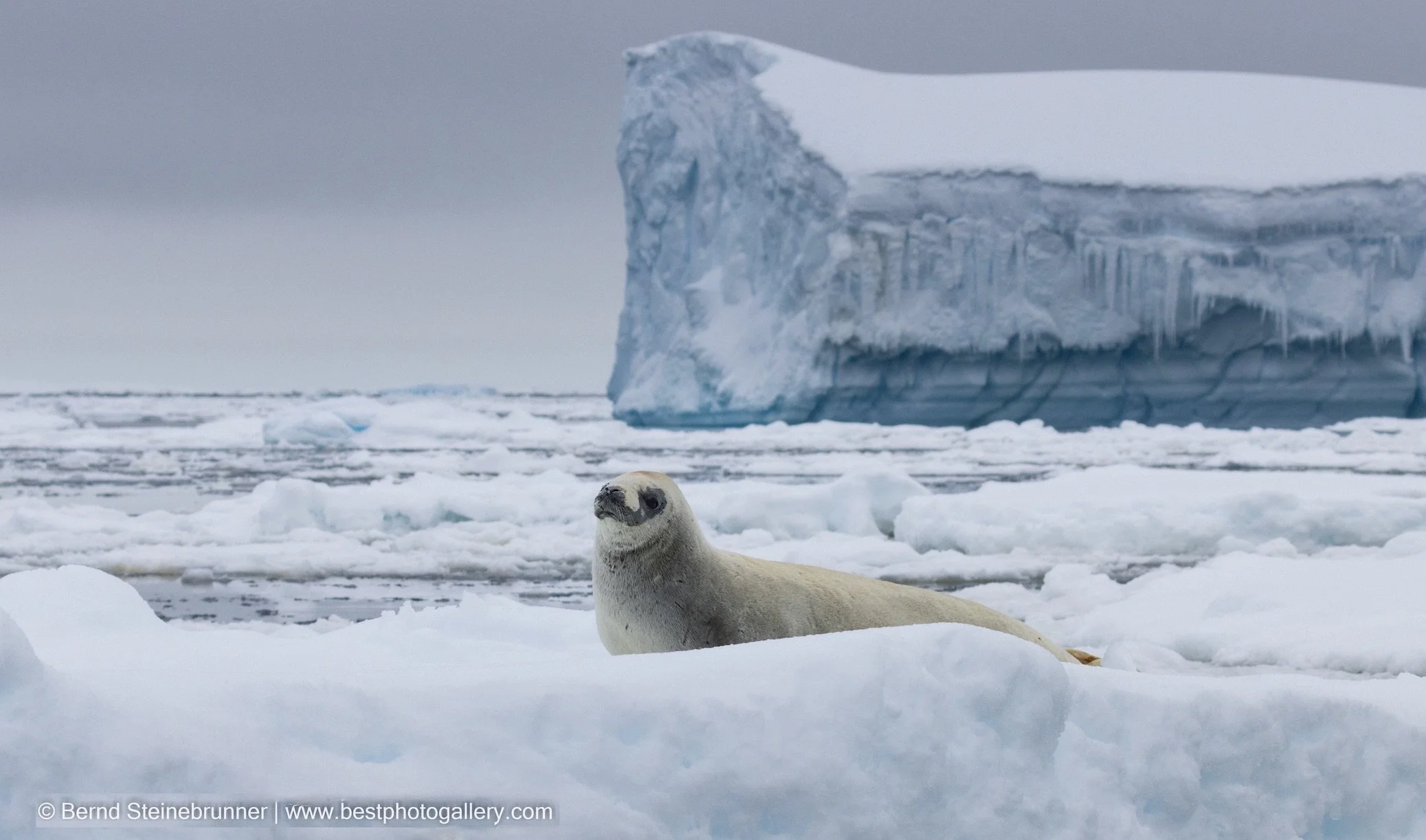 Discovering Antarctica’s Wildlife, A Deep-Freeze Adventure with the ...