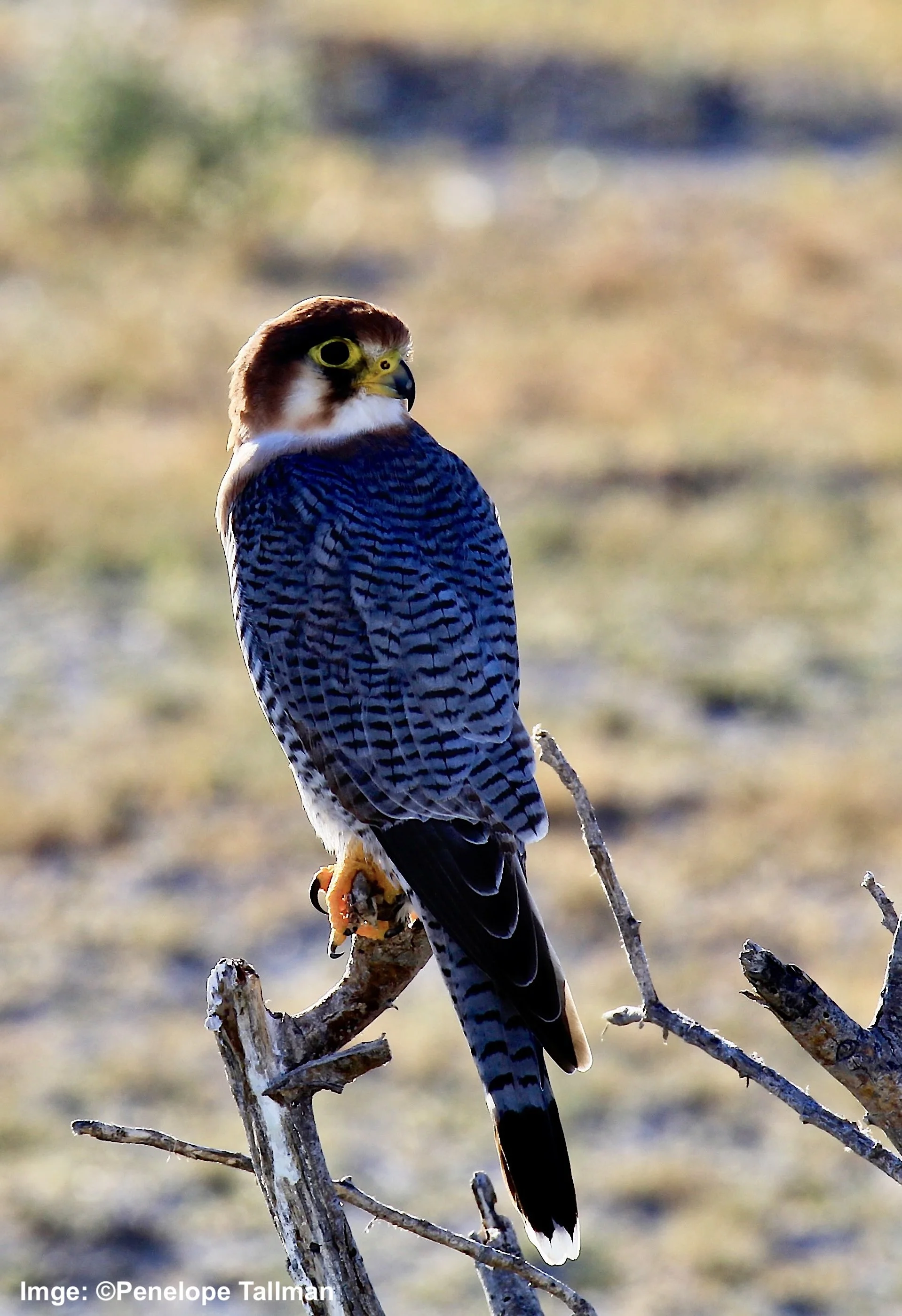 Can a Bird and Wildlife Watching Safari in Namibia Help Save Grasslands ...