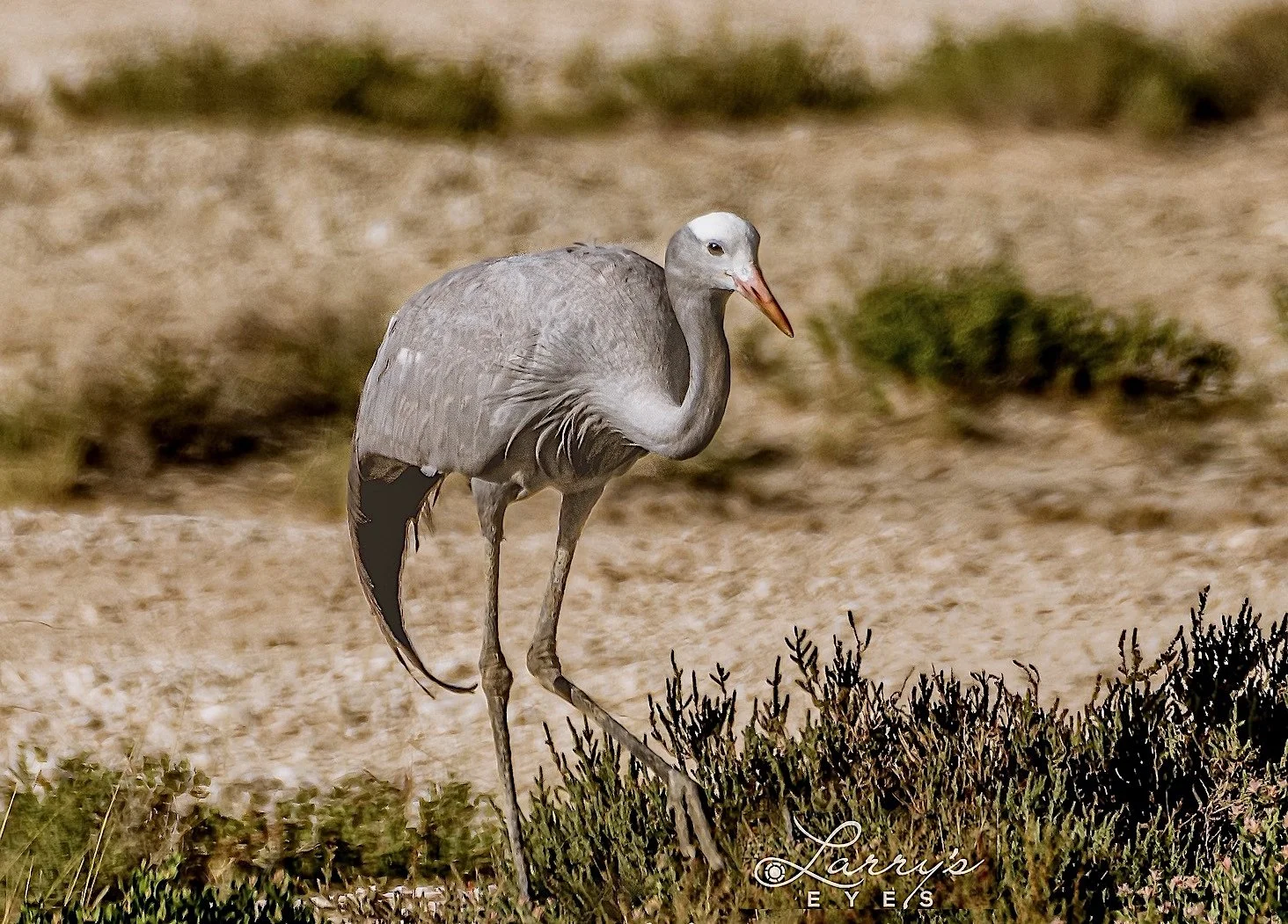 Can a Bird and Wildlife Watching Safari in Namibia Help Save Grasslands ...