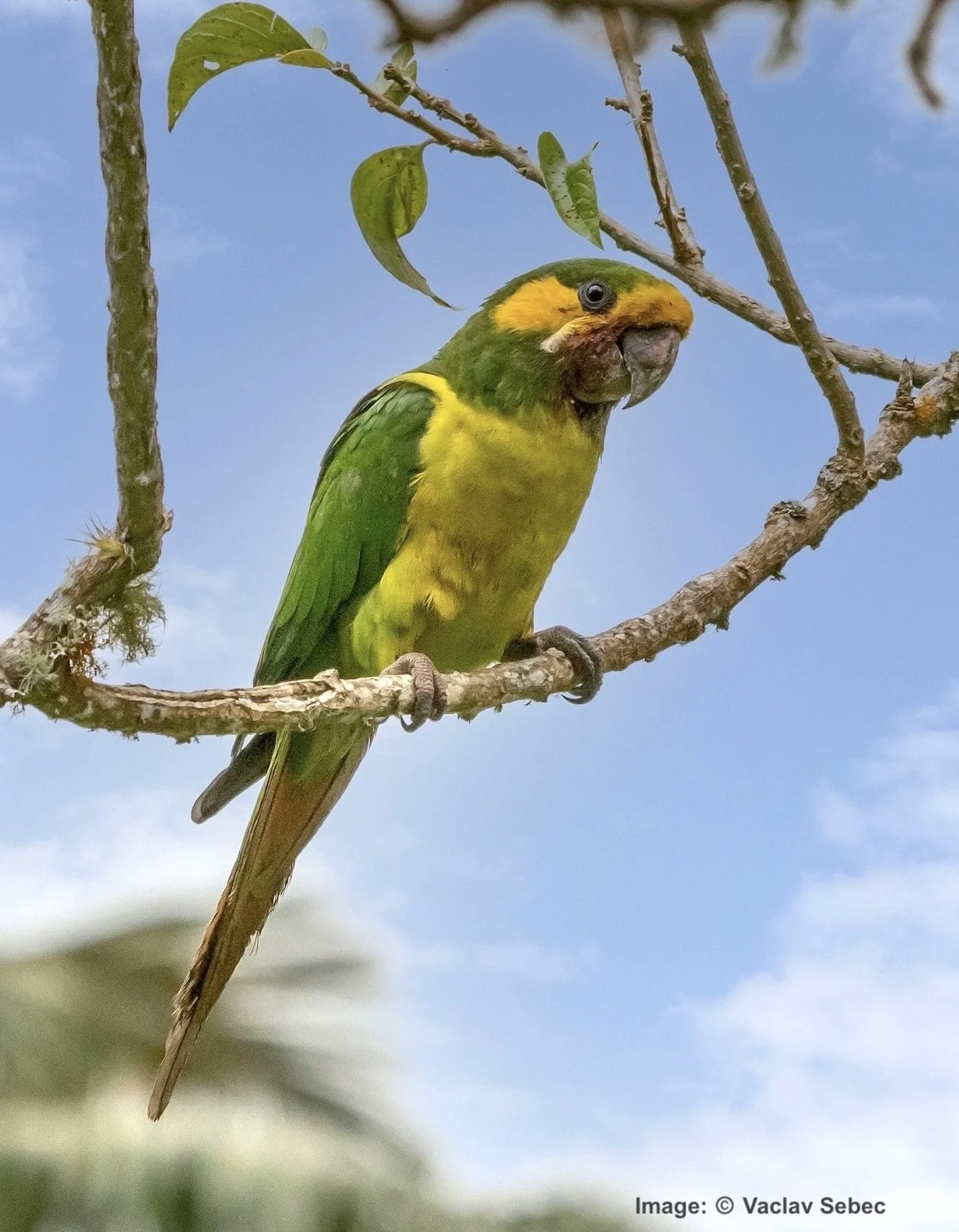 10 Beautiful Birds You Can ONLY See in Colombia — Destination: Wildlife™