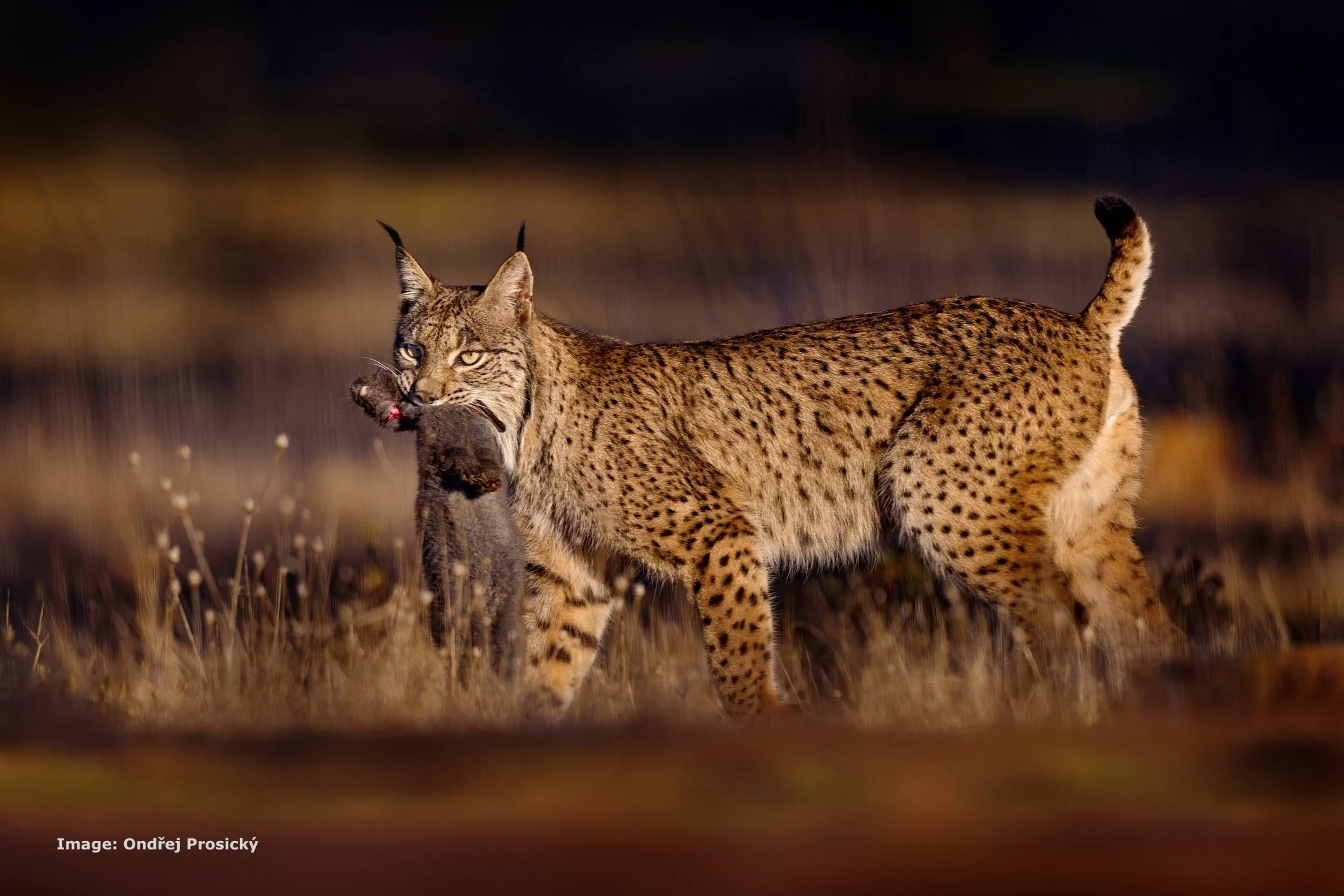 Beavers and Lynx, Rewildling Europe — Destination: Wildlife™