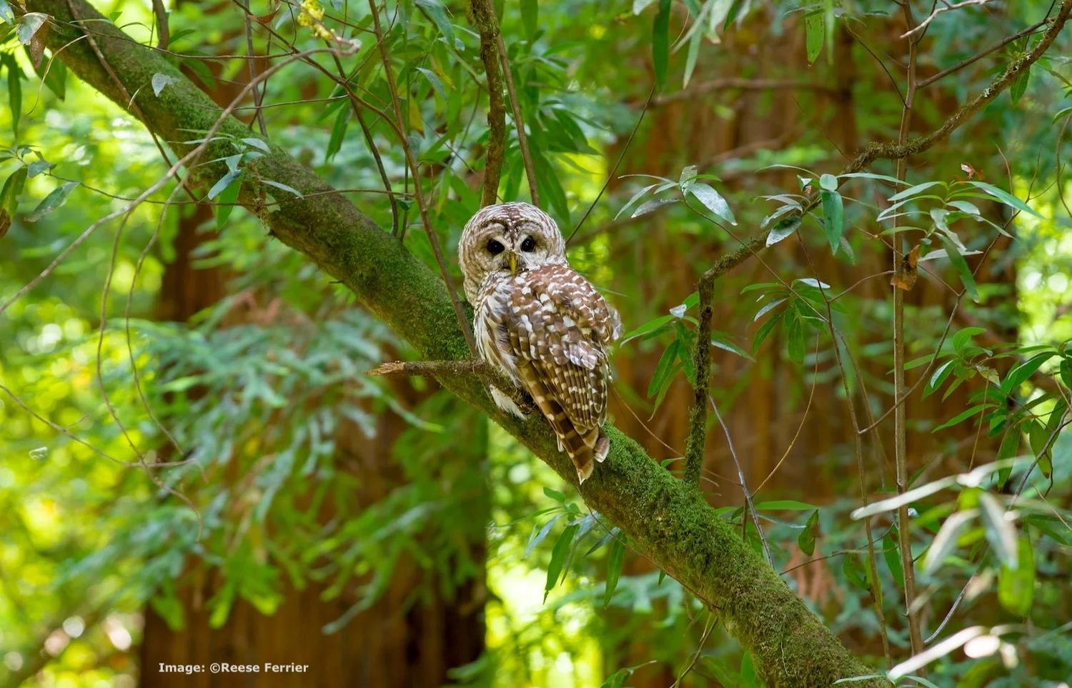 Eight Audacious Owls of North American and Where to Look For Them ...