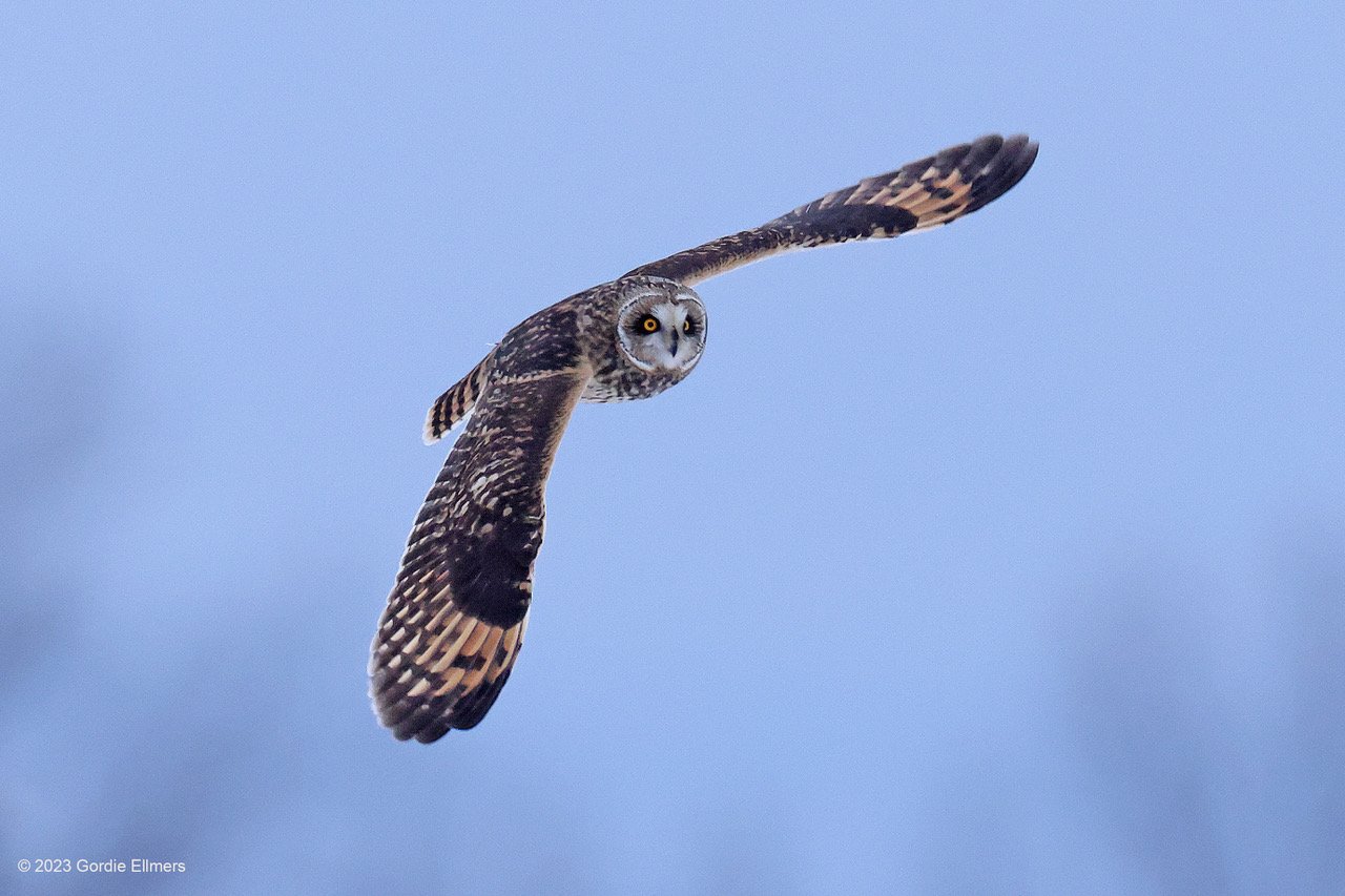 Eight Audacious Owls of North American and Where to Look For Them ...