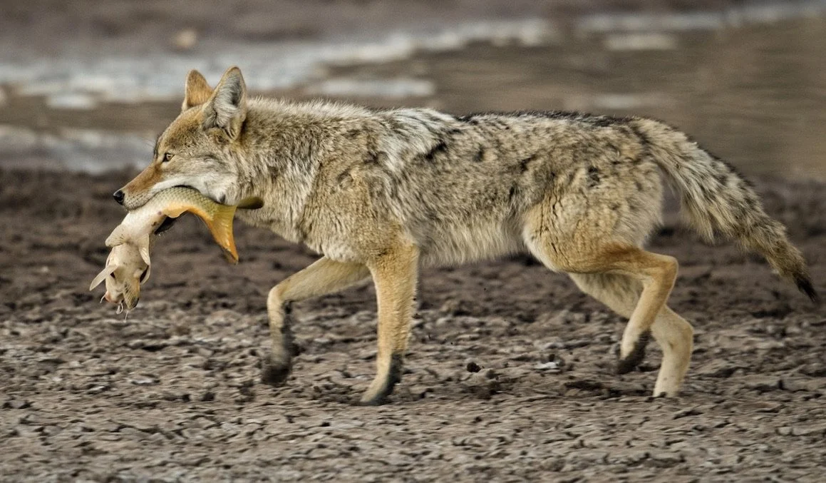 Close Encounter at Bosque Del Apache Wildlife Refuge — Destination ...
