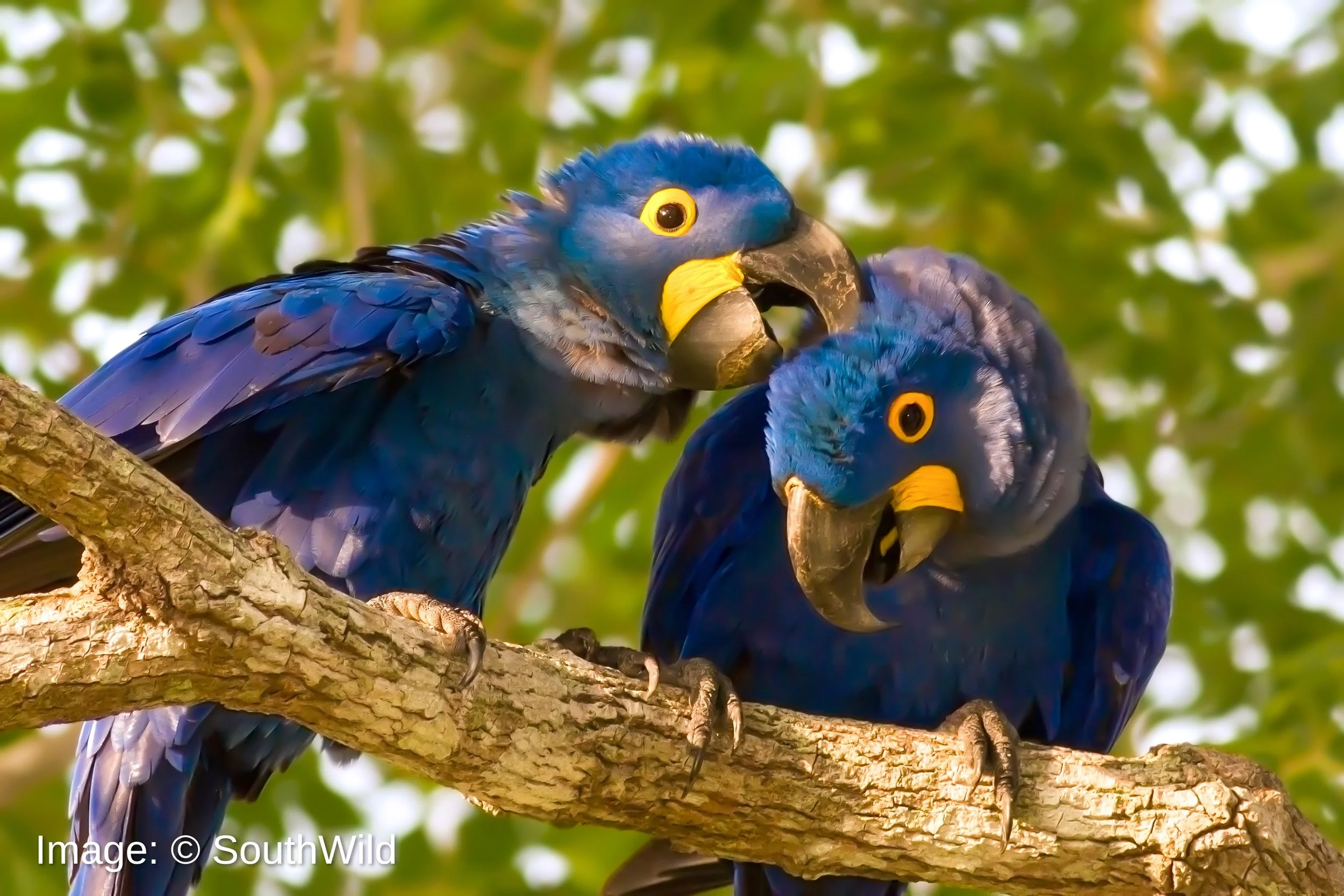 The Pantanal’s Giants - Six Unforgettable Animals — Destination: Wildlife™