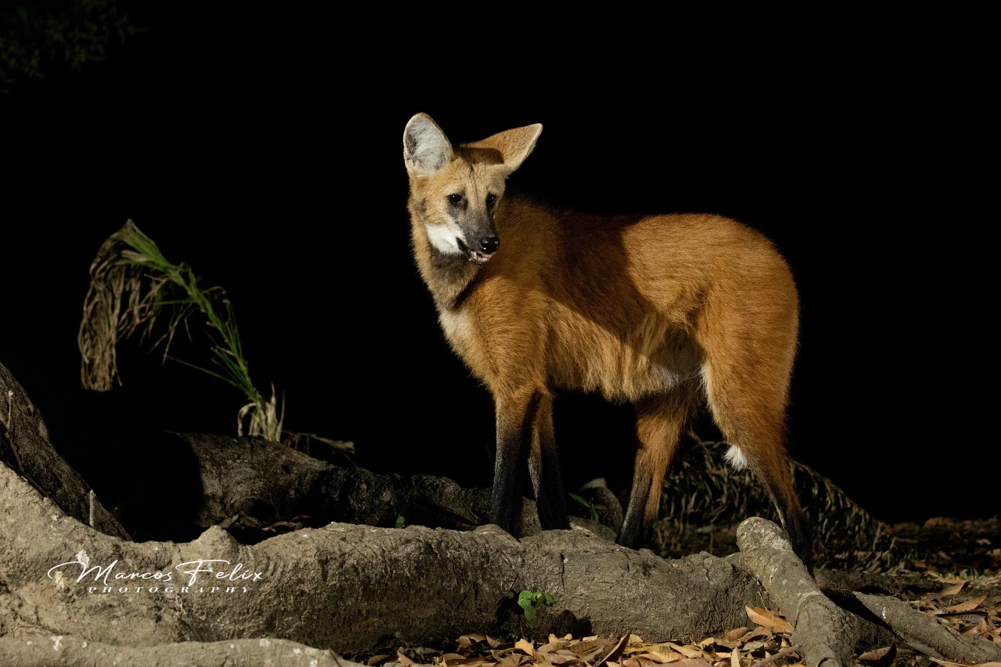 Introducing Maned Wolf, Timid,Tall and Not a Wolf at All — Destination ...